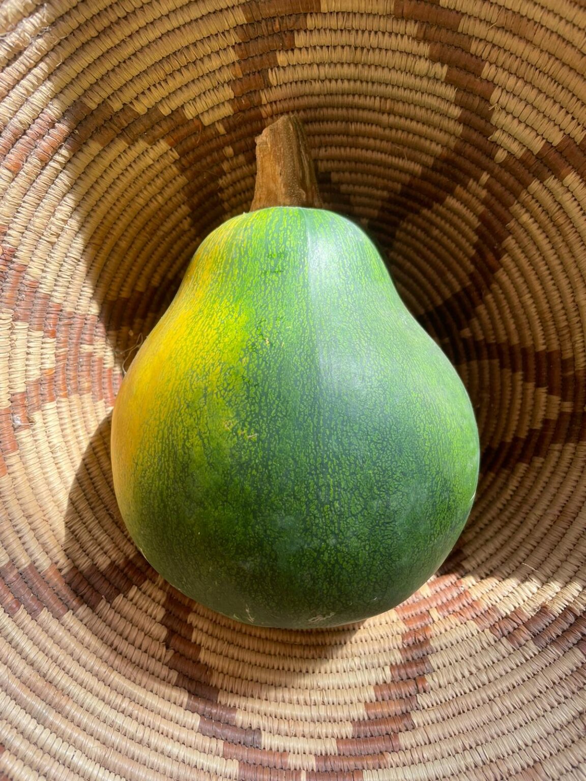 Papalote Ranch Cushaw Squash | Groundwork
